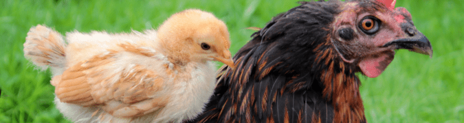 Year 1 & Year 2 Life Cycles Science Worksheets